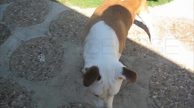 Nico + George's First Movie! on Vimeo