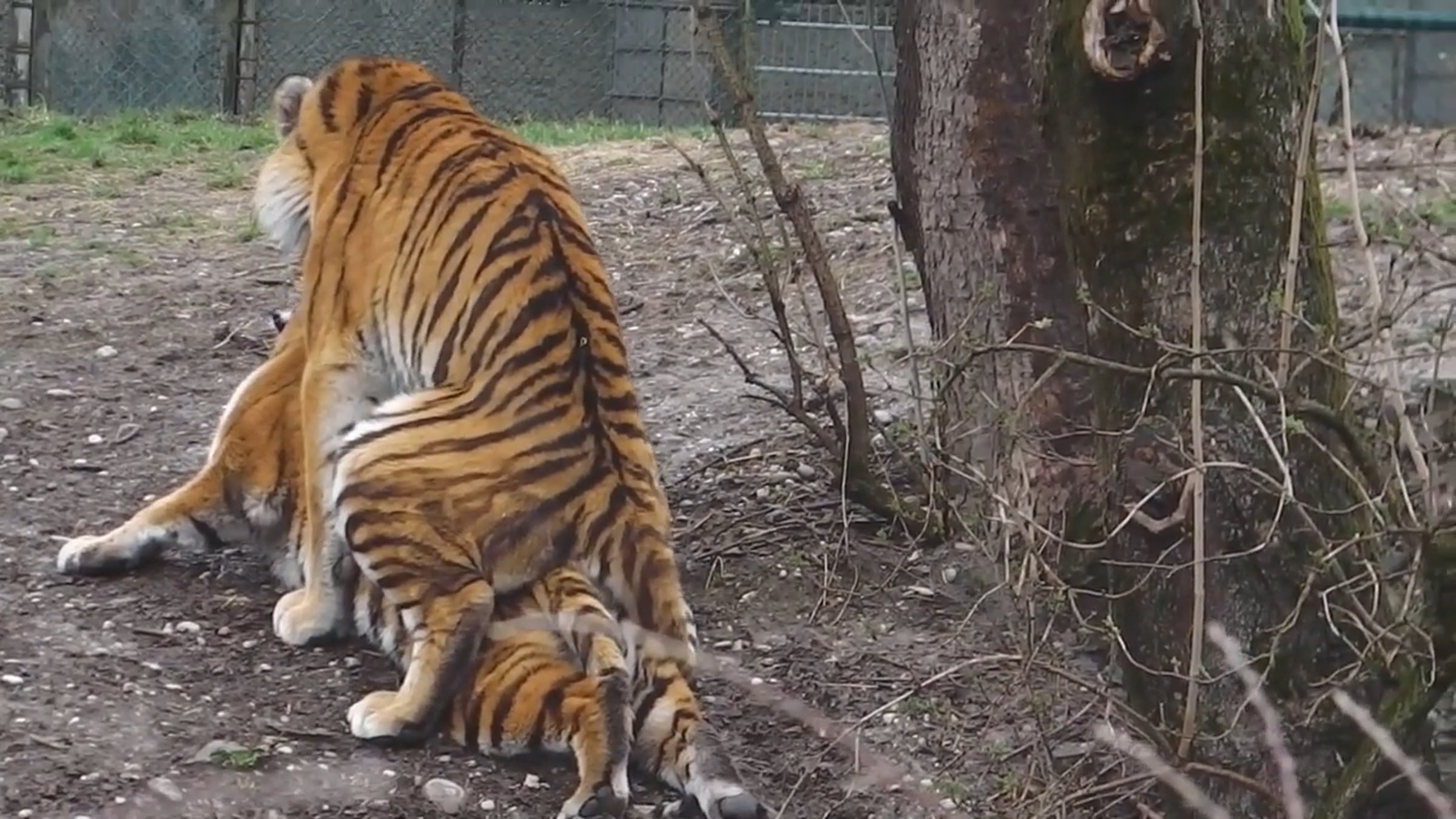 National Geographic - Tiger Mating Period - Wild Nature Life