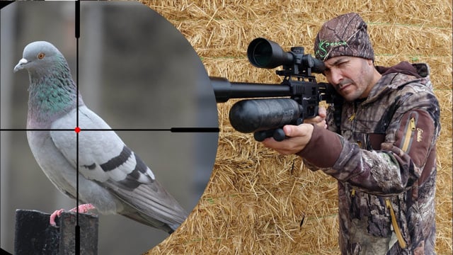 Caza De Palomas Con Aire Comprimido Caza Y Pesca - Airgun101