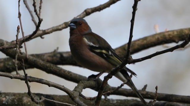Chaffinch Bird Singing - Free video on Pixabay