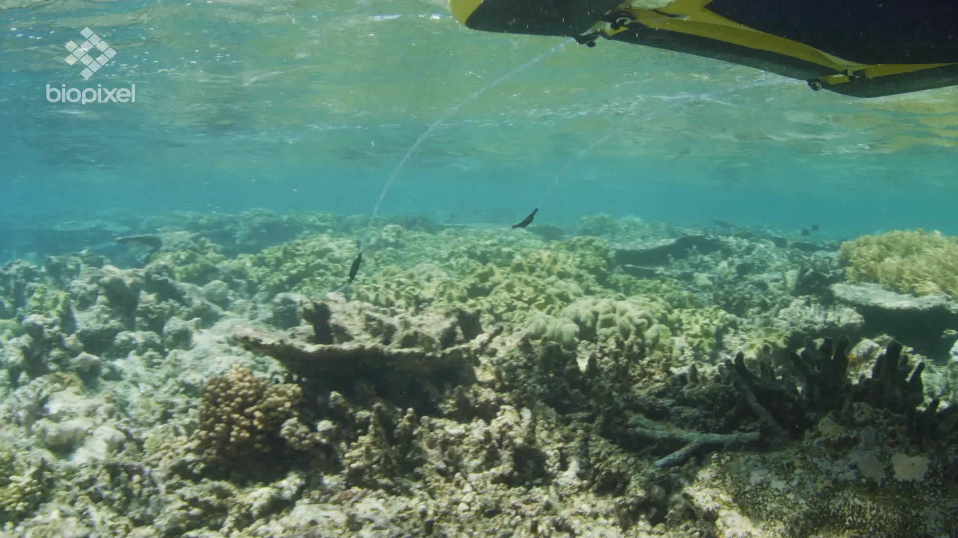 Coral Reefs - Media Release - Coral Spawning Research - 2019 coral IVF ...