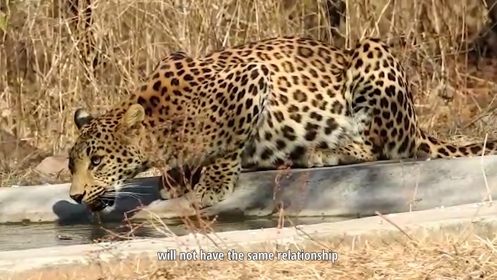 Living in harmony with leopards ENG on Vimeo