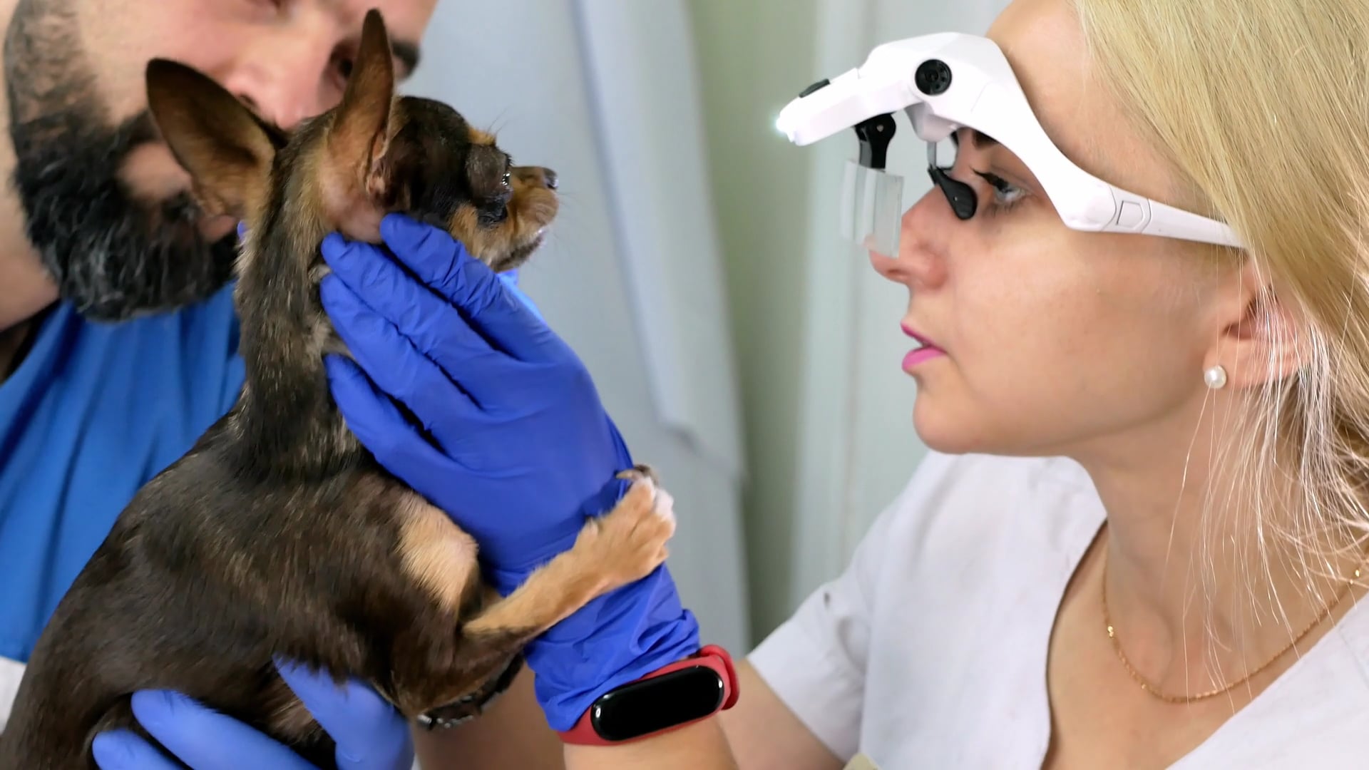 Animal Emergency Care: Basic First Aid for Animals on Vimeo