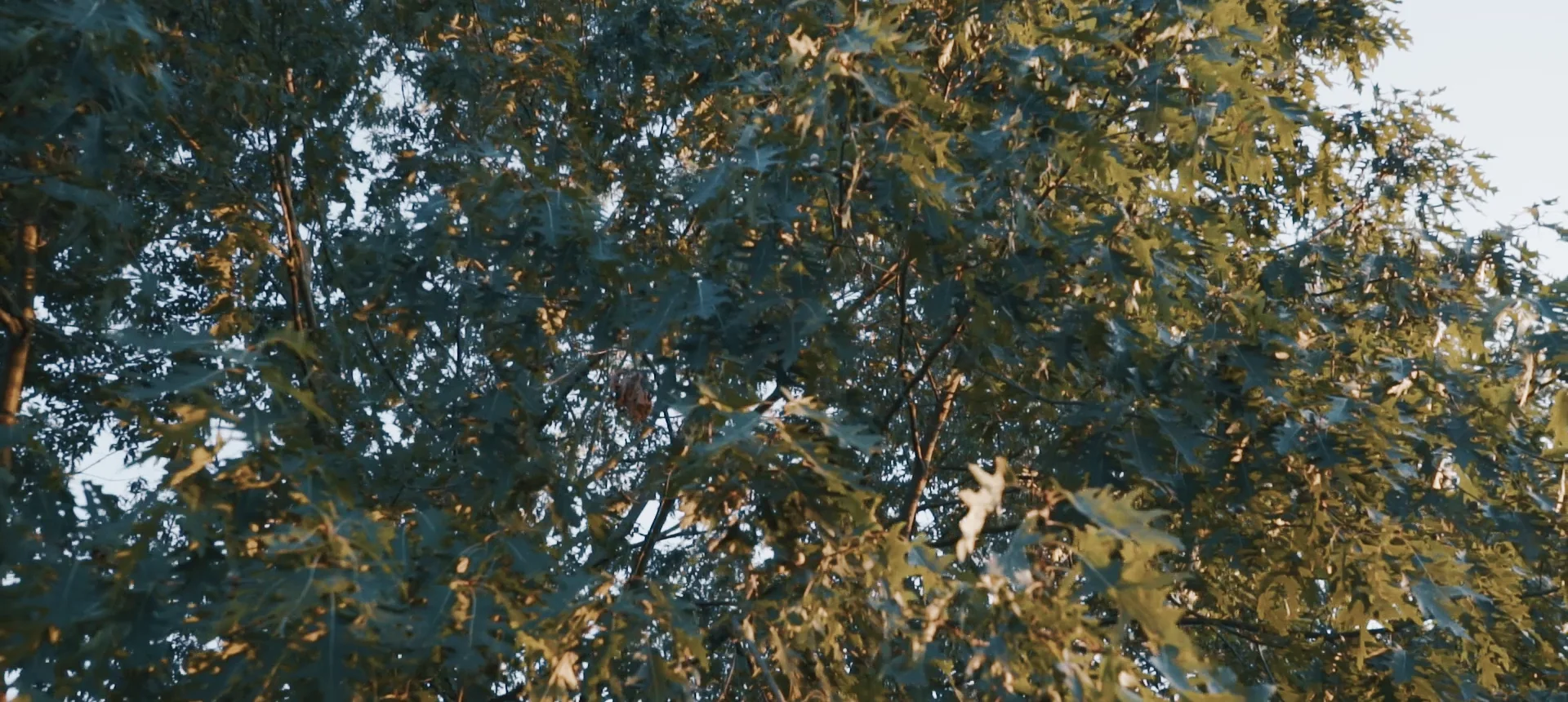 Treehouse festival 2019 aftermovie on Vimeo