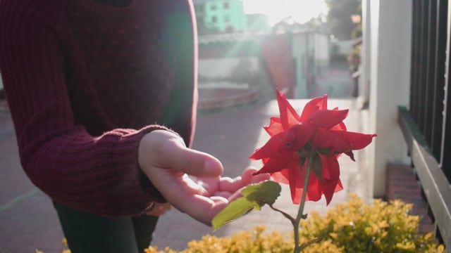 Flor Oler Planta - Free video on Pixabay - Pixabay