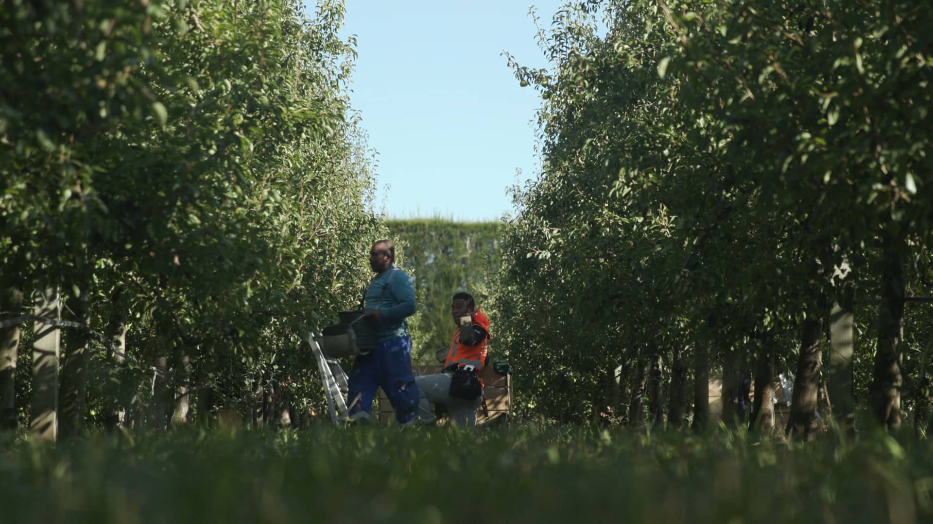 RSE Scheme - news on Vimeo