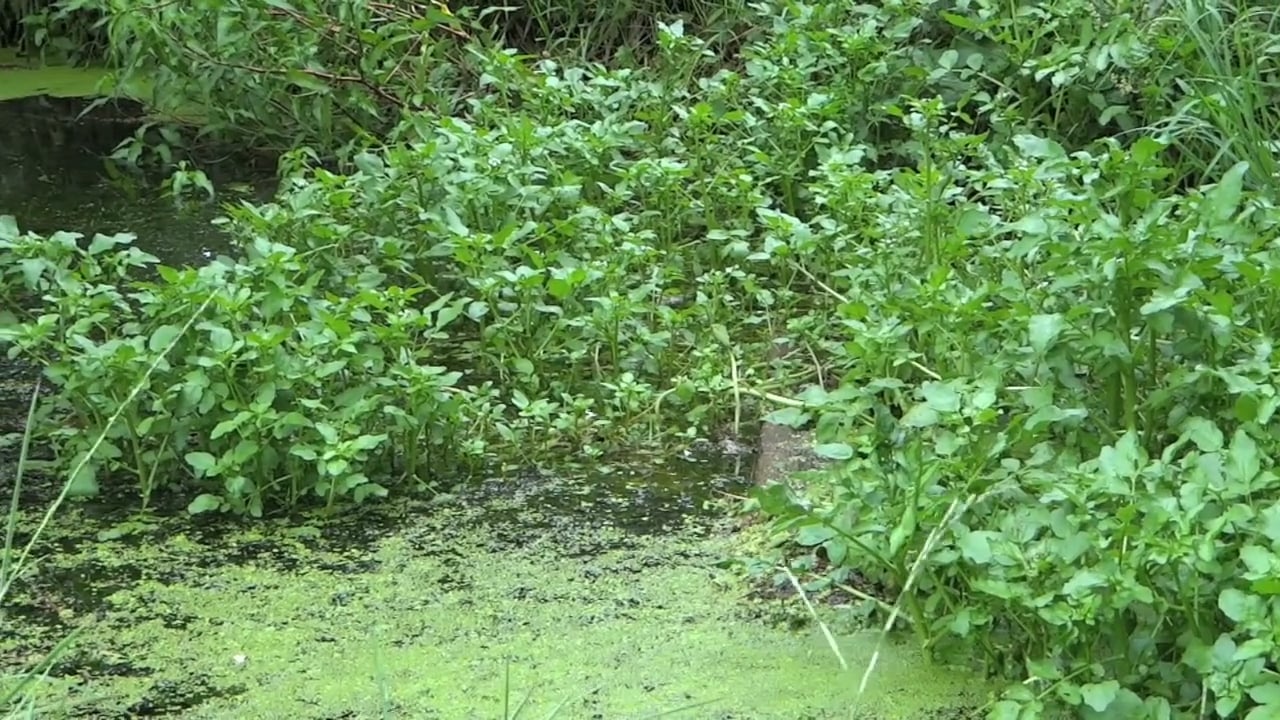 Witte waterkers - Nasturtium officinale on Vimeo