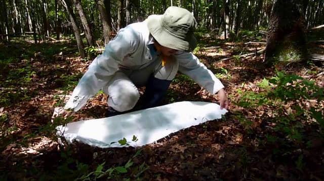 Demonstration of a tick "flagging " technique on Vimeo