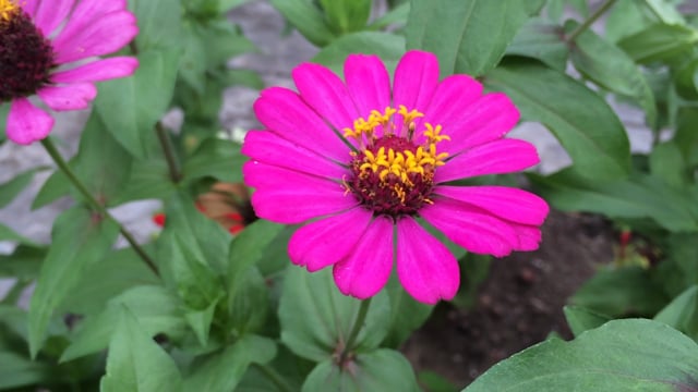 Flower, Garden, Spicy. Free Stock Video - Pixabay