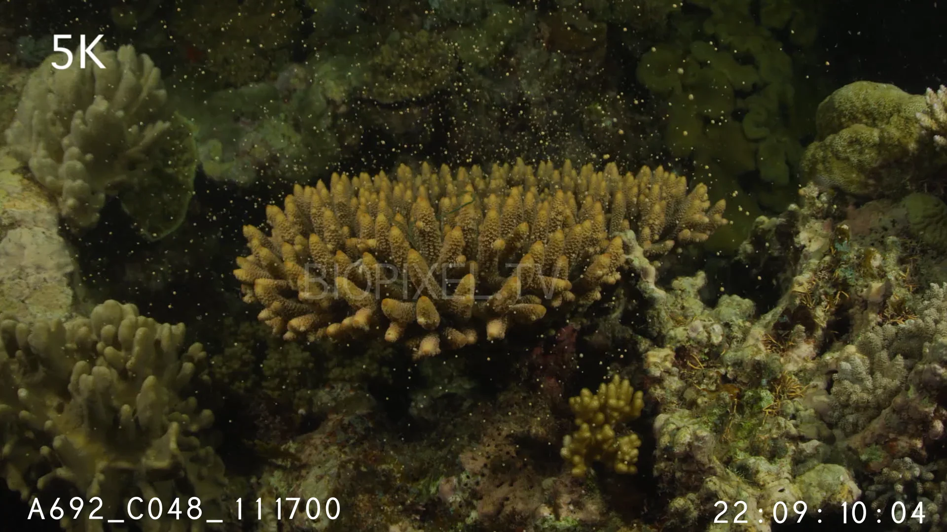 4K Reproduction Coral - Coral spawning 5K 1 on Vimeo