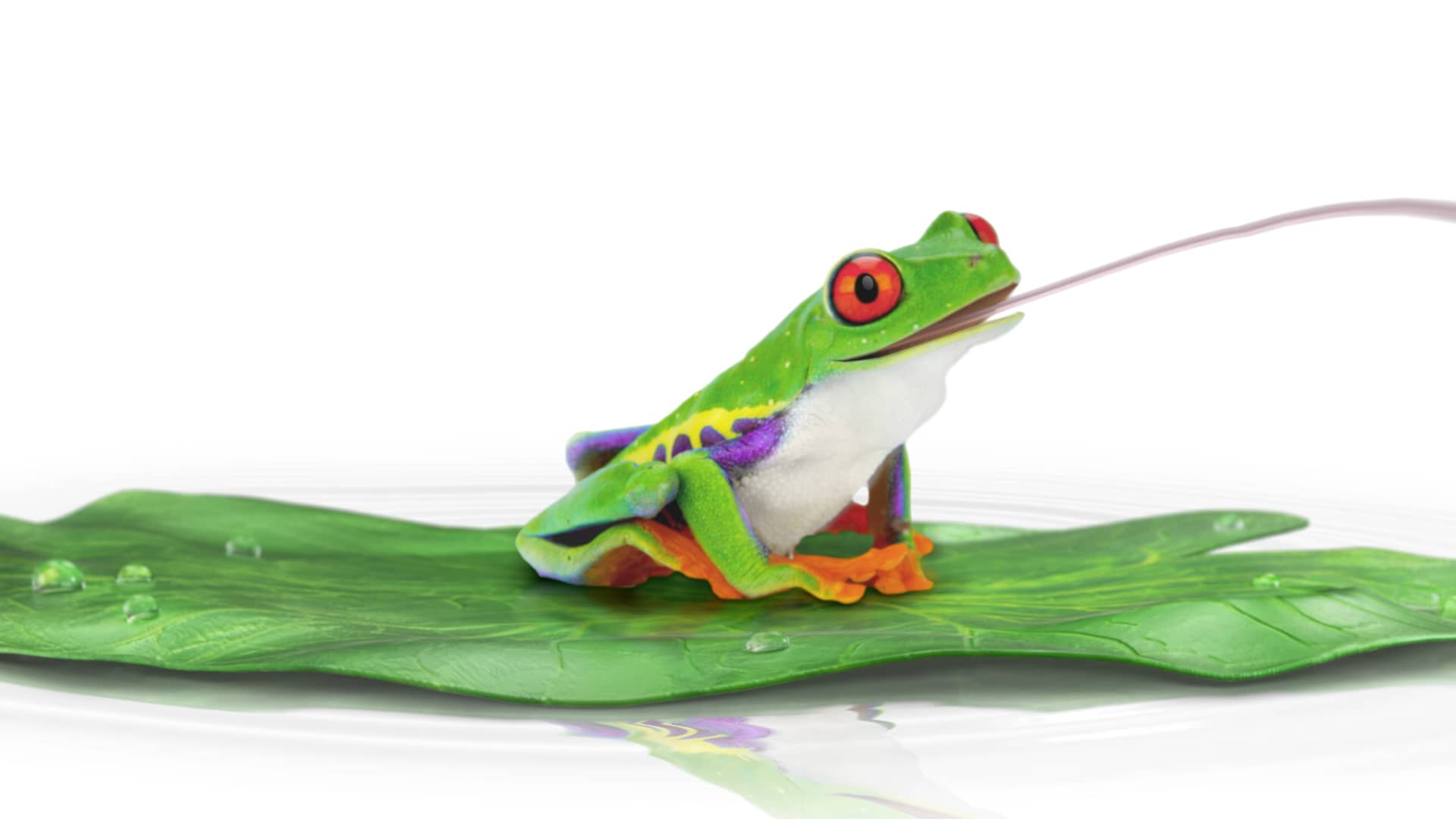 Telus - Babylon Frogs :15 on Vimeo