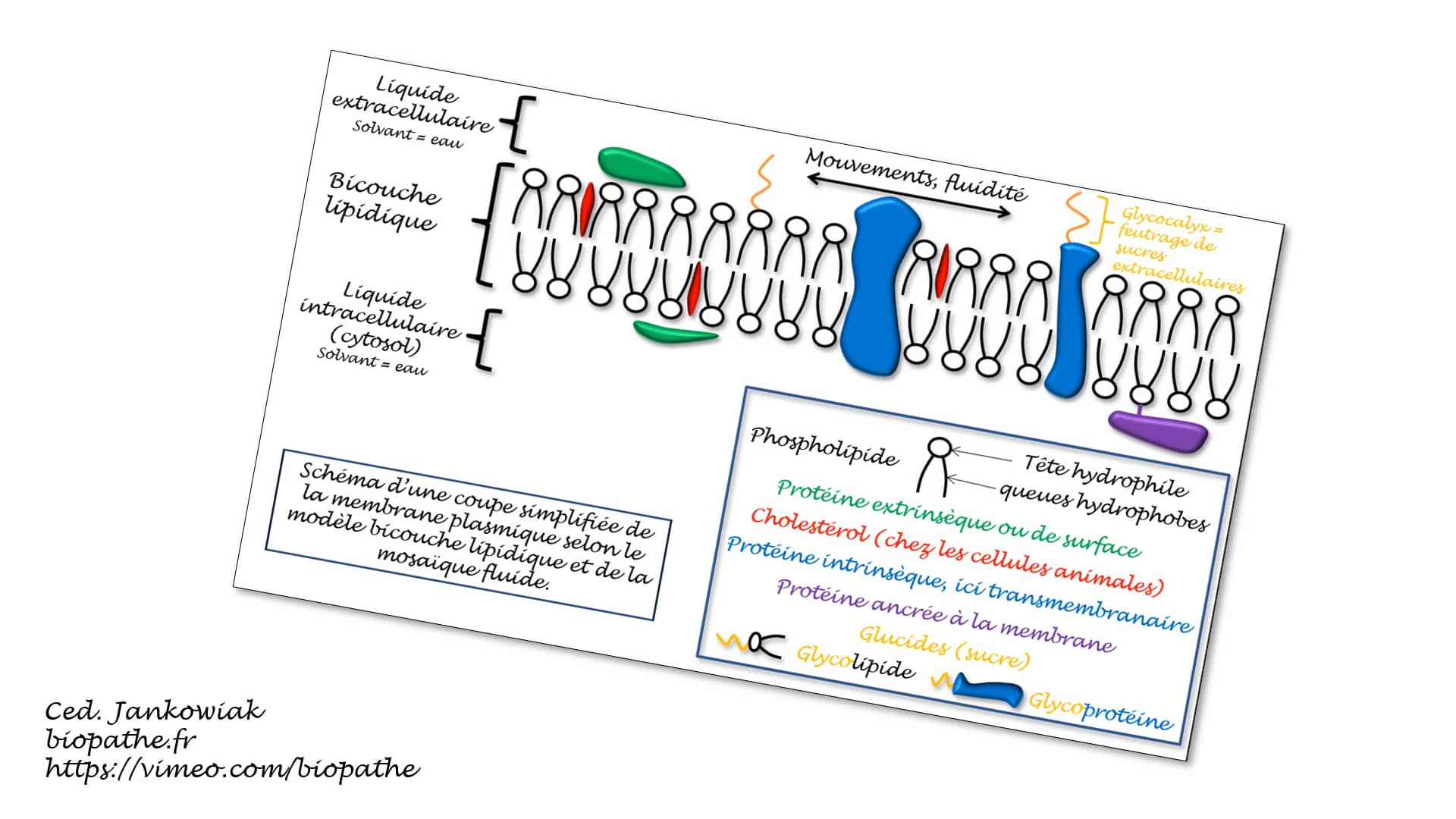 schéma simplifié de la membrane plasmique selon le modèle bicouche ...