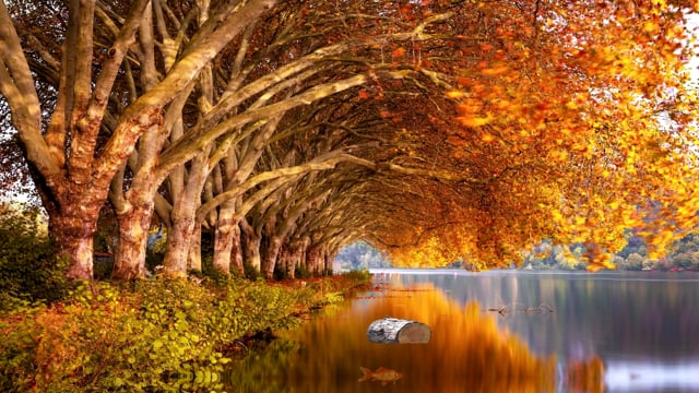 Lake Calm Trees - Free video on Pixabay