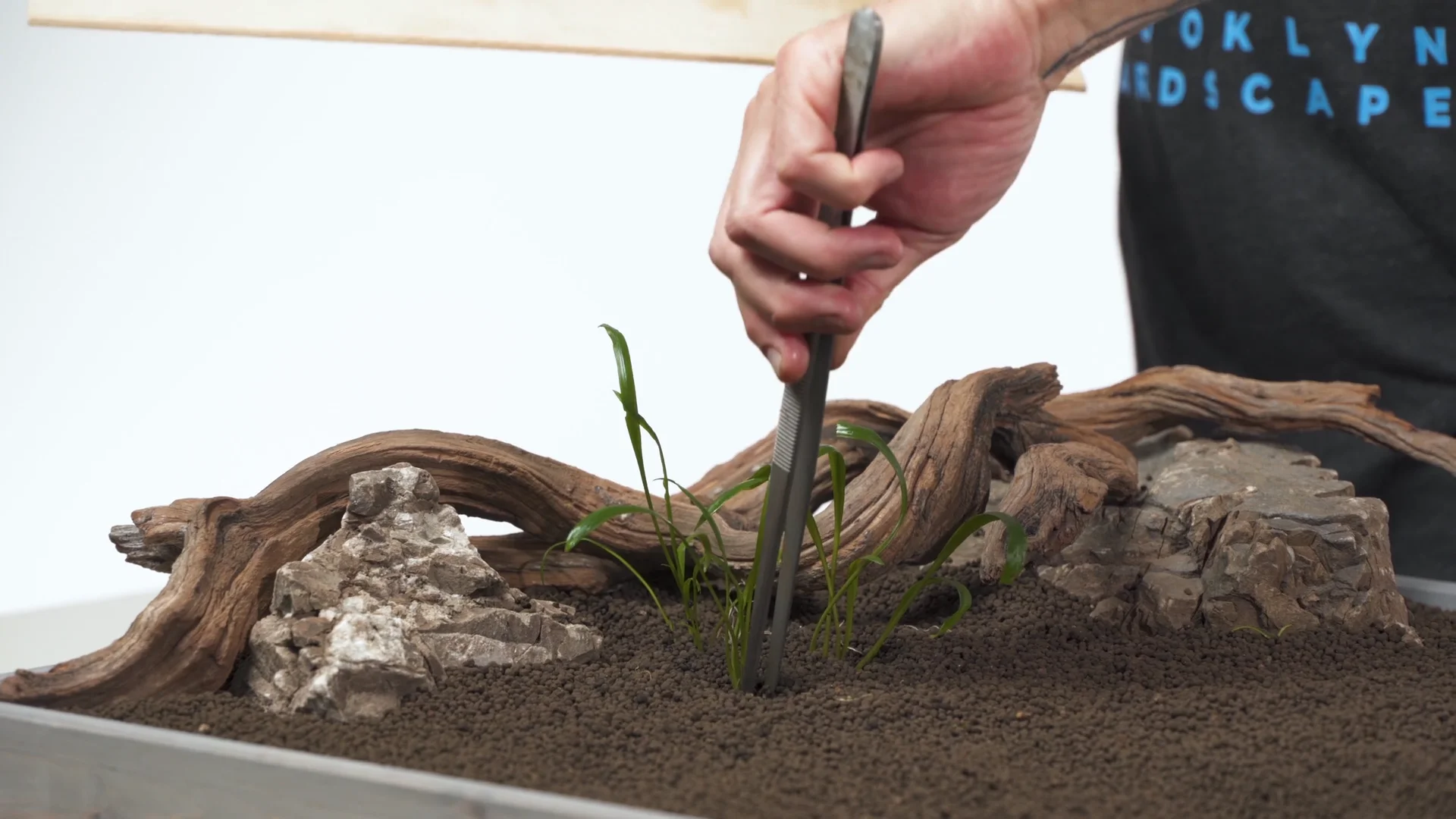 Cryptocoryne costata Topf (Weißlicher Wasserkelch)