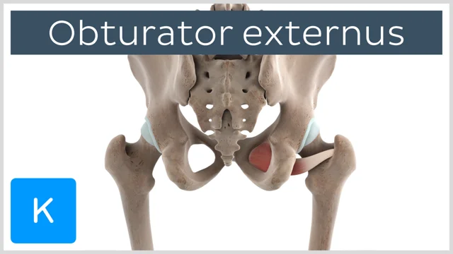 Obturator Externus Pectineus