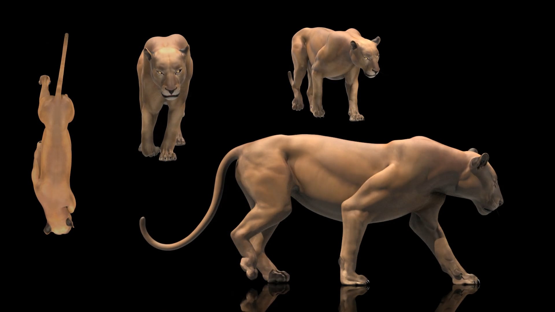 lion walk cycle on Vimeo