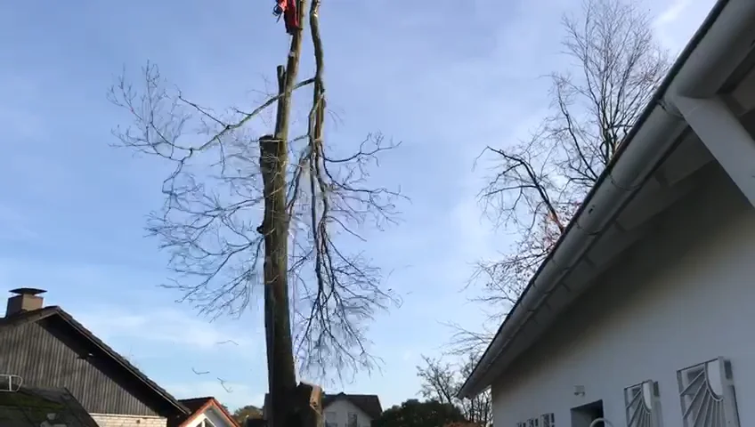der-baumklettererinfo Jens Wehmeyer Bielefeld baumfällung 03 on Vimeo