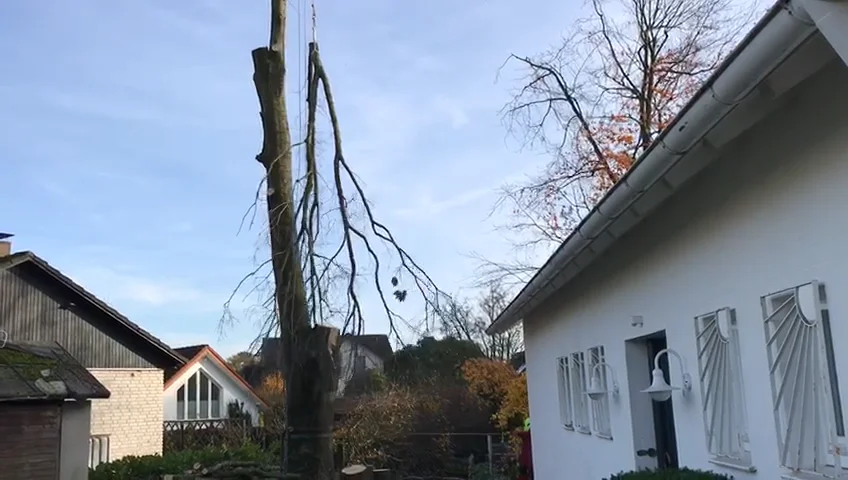 der-baumklettererinfo Jens Wehmeyer Bielefeld baumfällung 02 on Vimeo