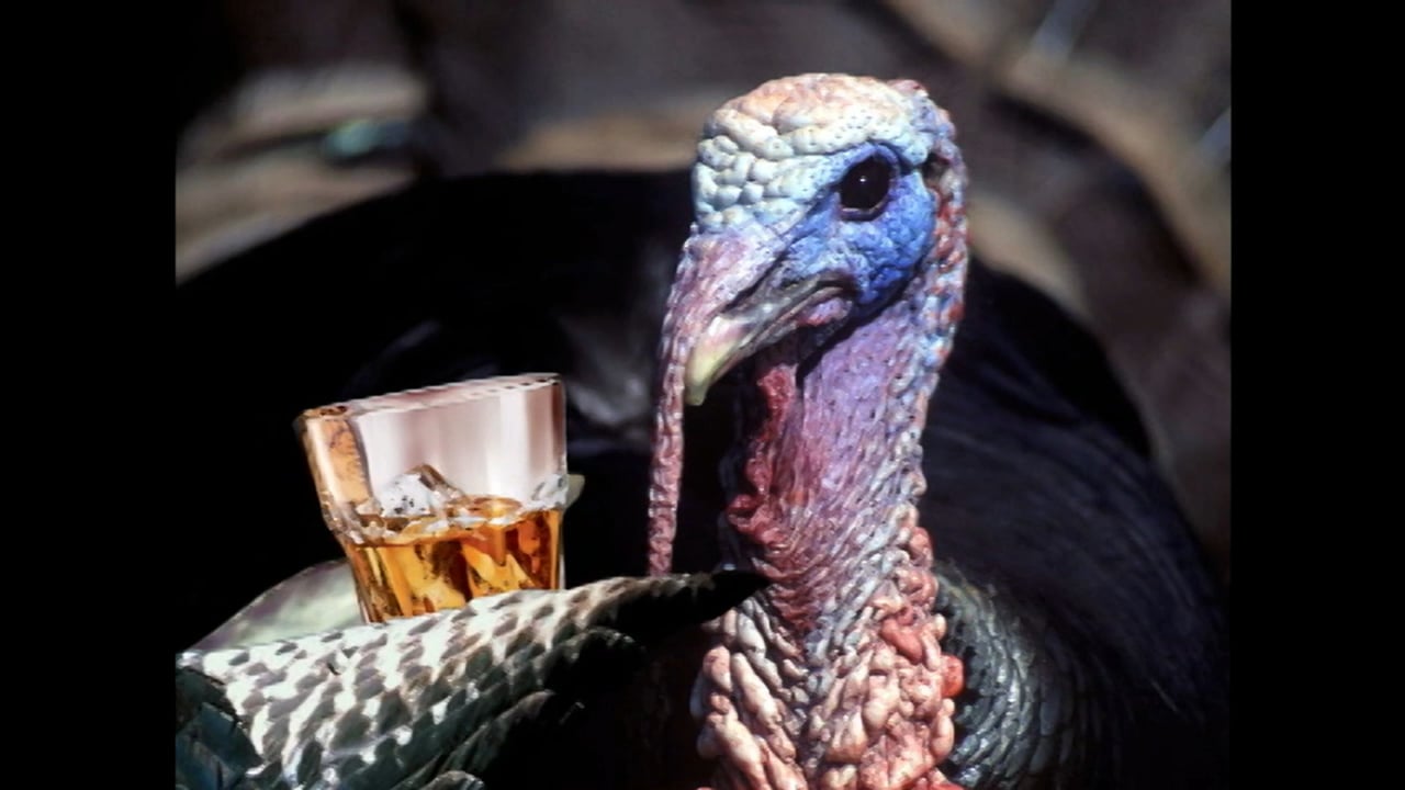 Wild Turkey Afraid on Vimeo