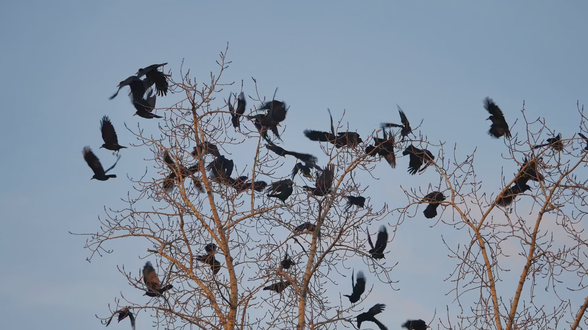 Bud Light - Crisp Catalyst on Vimeo