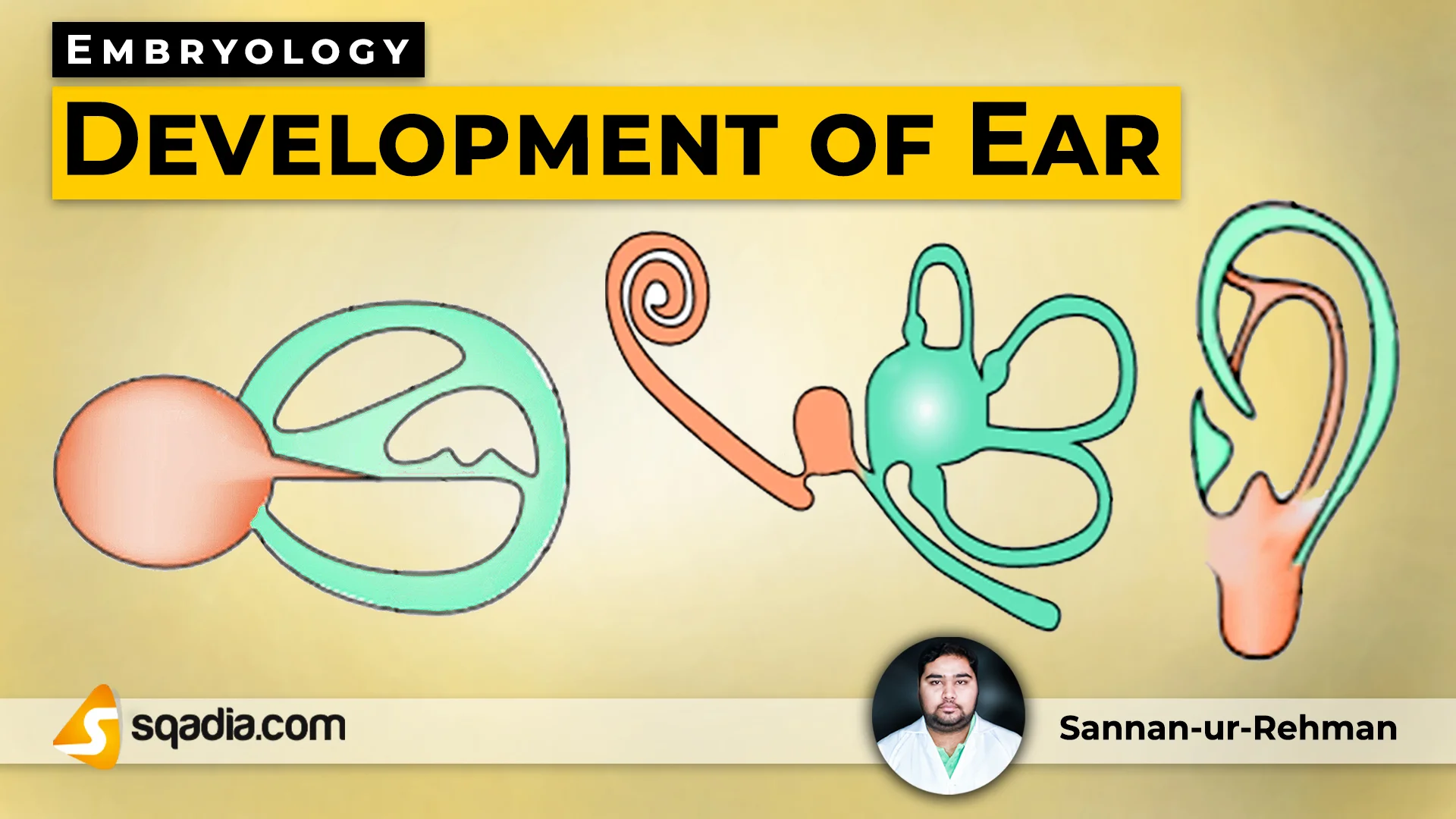 Development of Ear | Embryology Lecture | Medical V-Learning Platform ...