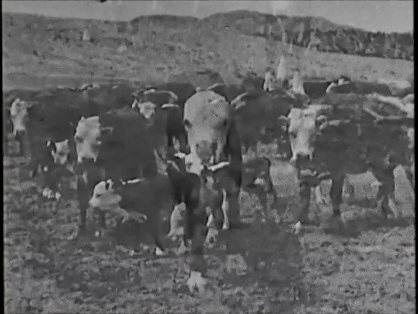 Cattle | The Great Culling on Vimeo