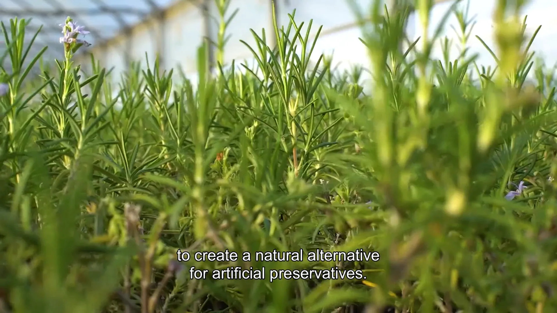 Kalsec® Rosemary with English Subtitles