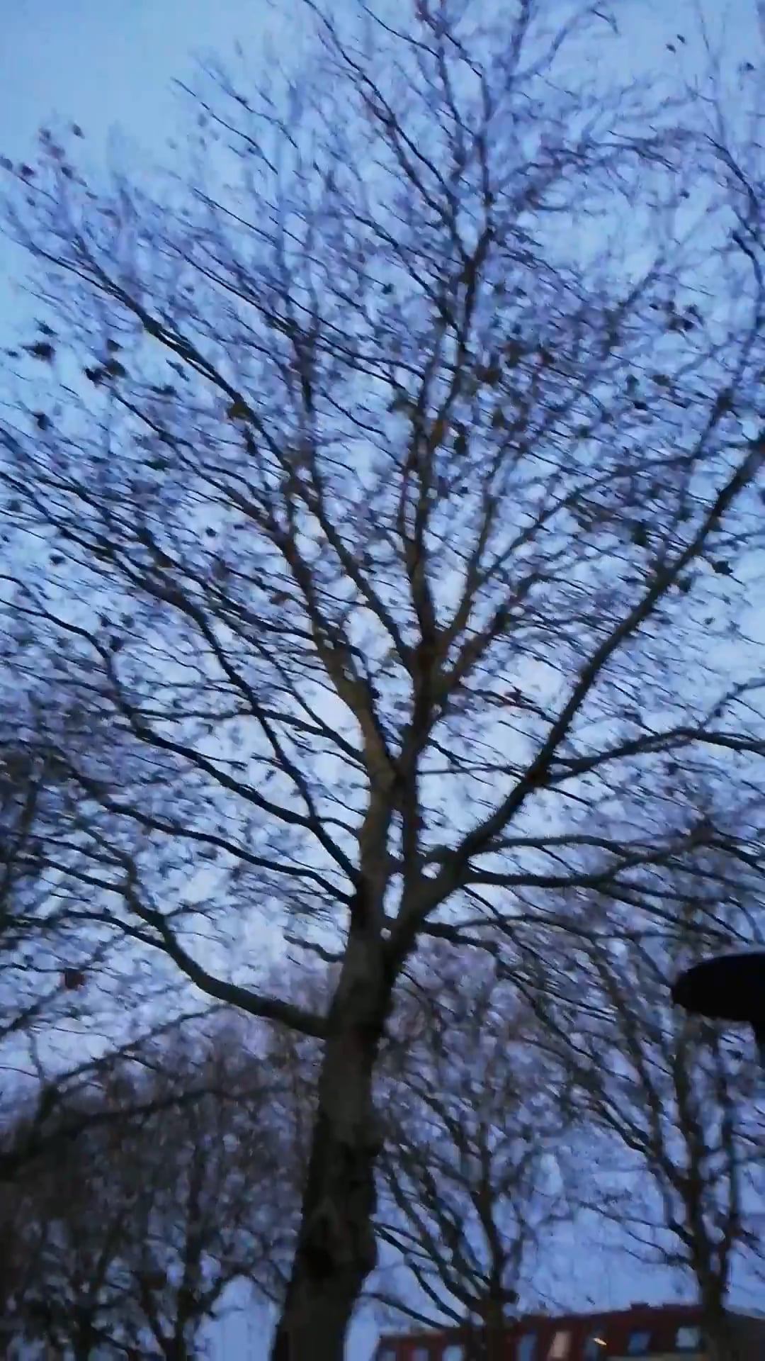 Slaapplaats Halsbandparkieten langs de Adikade on Vimeo