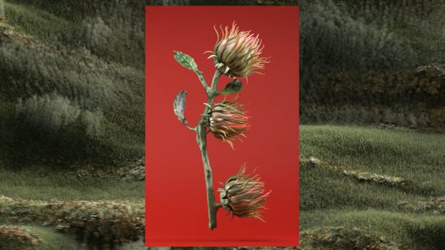 A Tribute to Velcro's Plant-based Inspiration