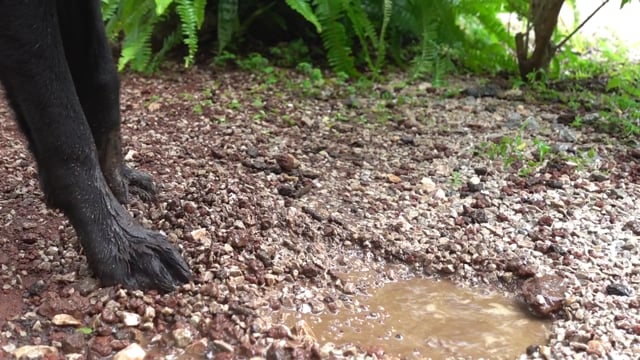 Cachorro Chuva Bicho De Estimação - Free video on Pixabay - Pixabay