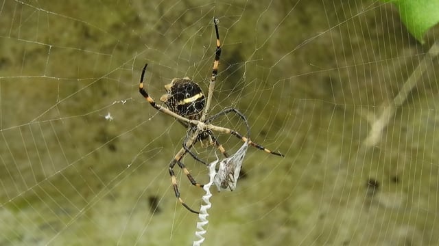 Insect Yard Spider - Free video on Pixabay