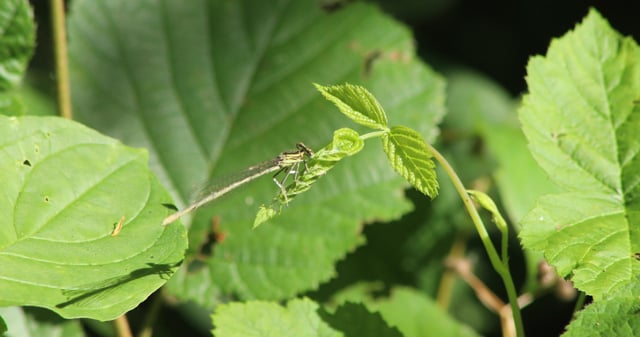 Dragon-Fly, Green, Insect. Free Stock Video - Pixabay