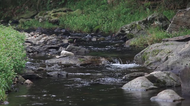 300+ Free Creek & Nature Videos, HD & 4K Clips - Pixabay