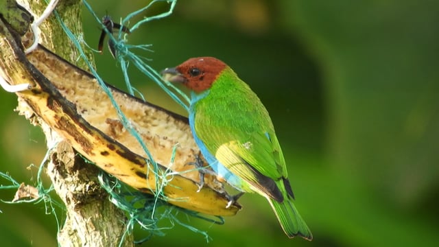 Nature Bird Plumage - Free video on Pixabay