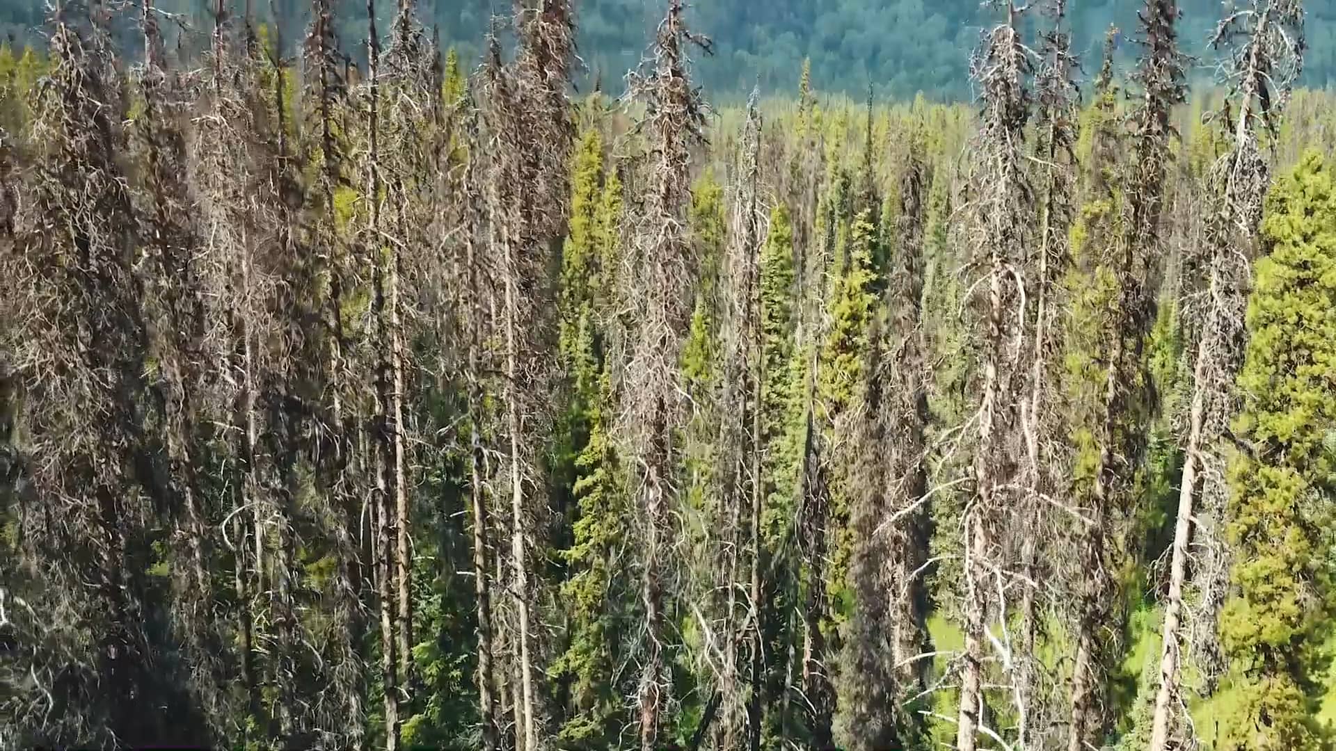 FireSmart BC: Project Showcase (Takla Lake) on Vimeo