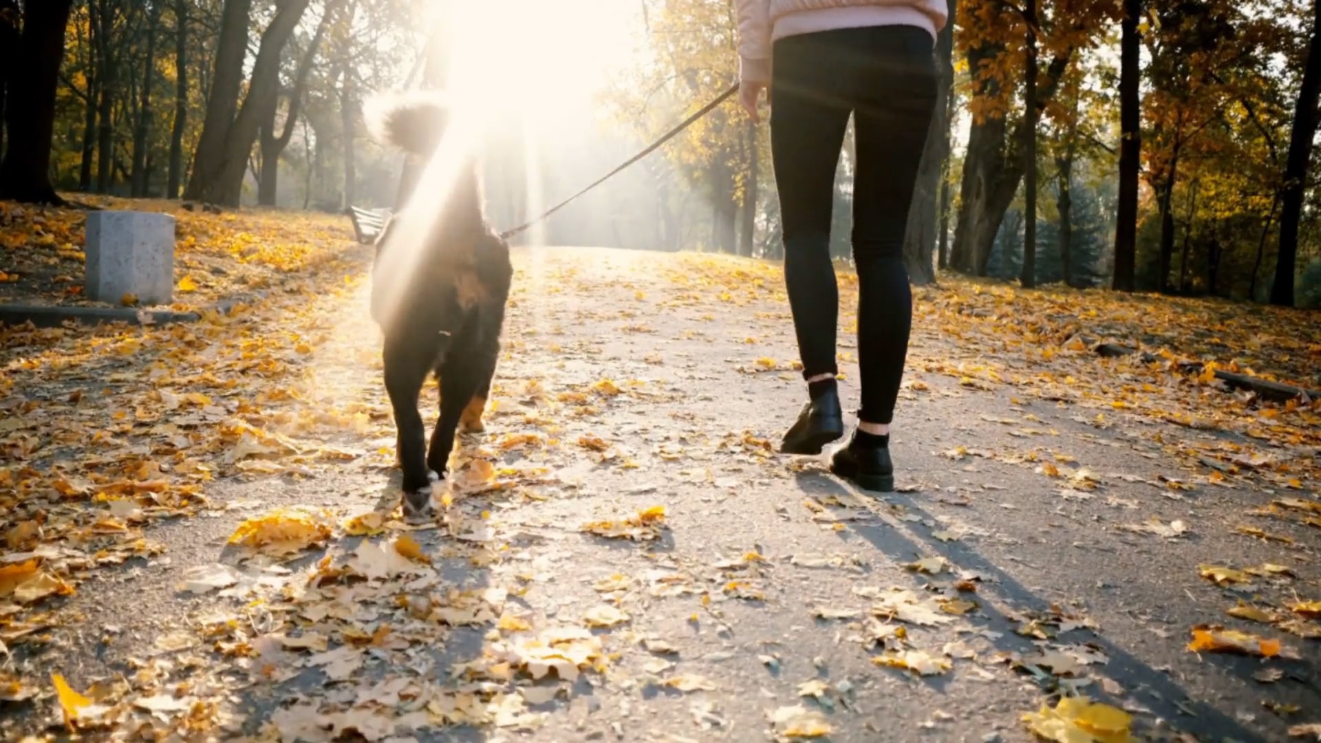 Loved Dogs? on Vimeo