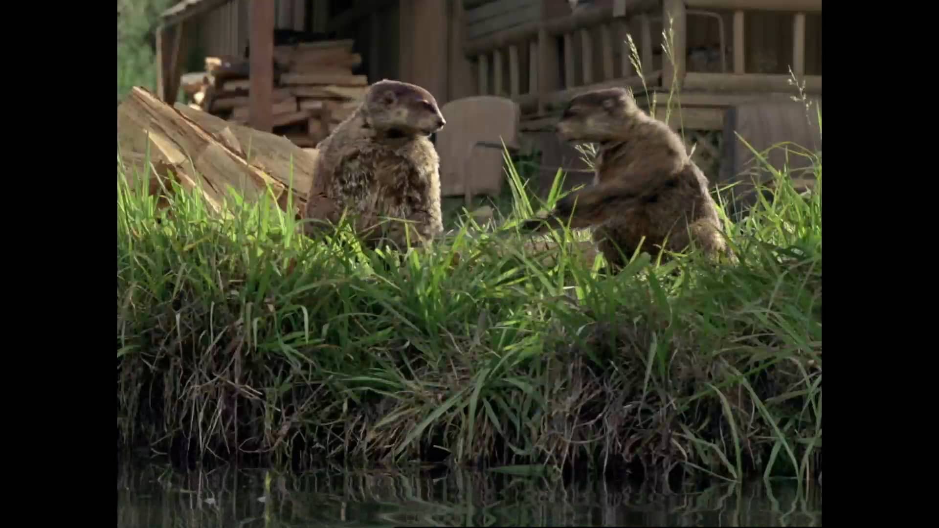 GEICO_Sequels_Woodchucks_original on Vimeo
