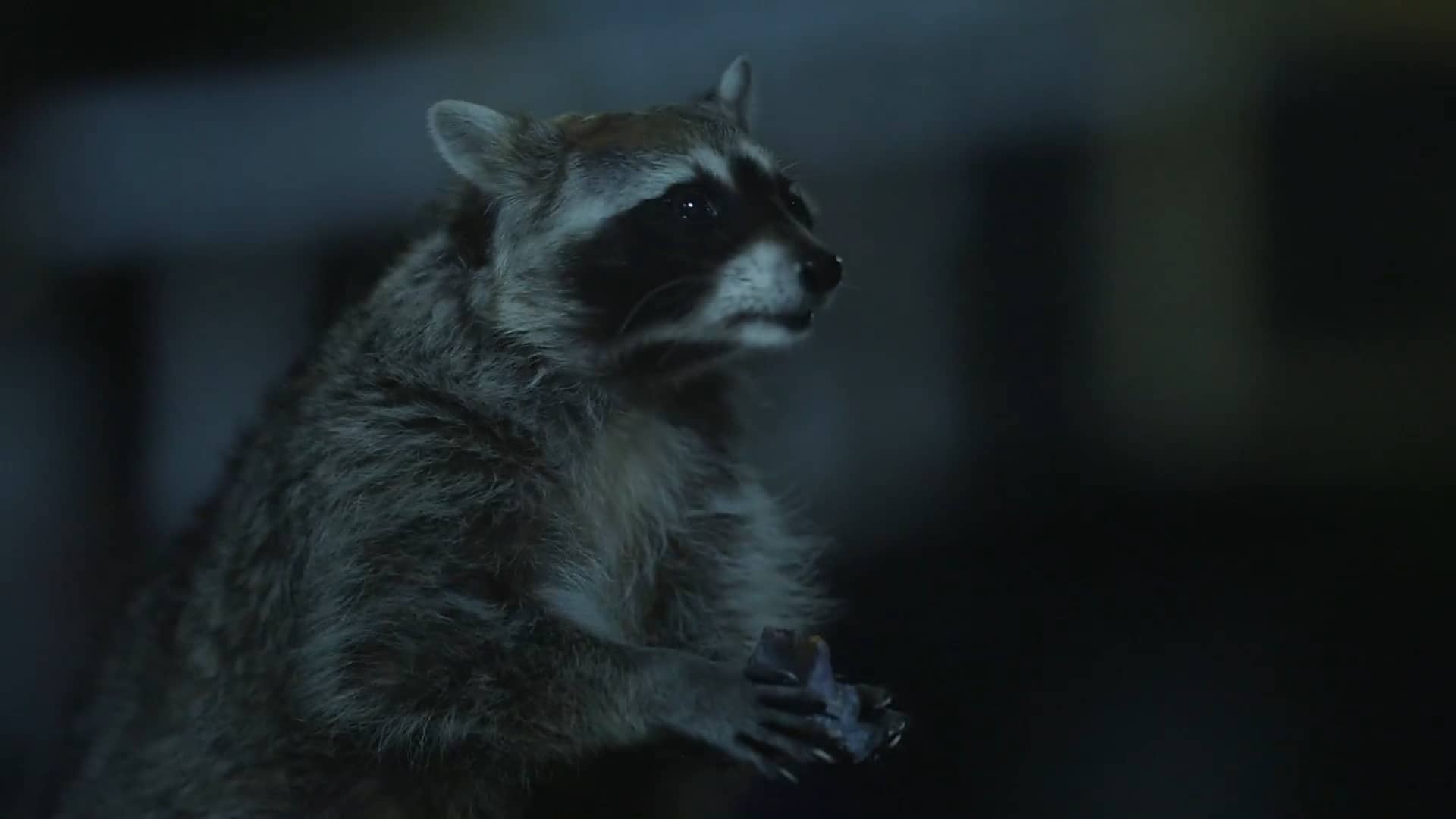 GEICO_Sequels_Raccoons_original on Vimeo