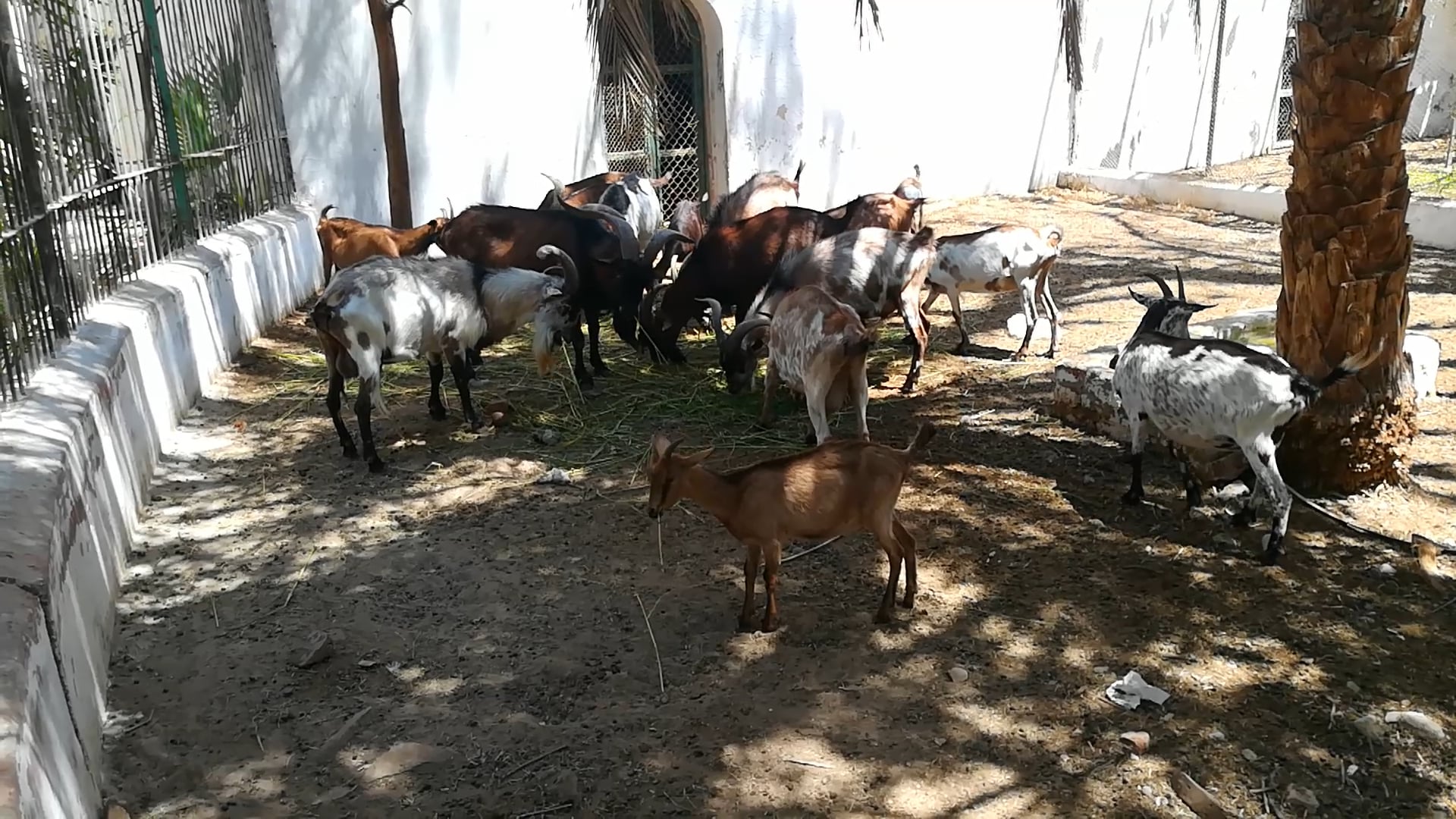 Giza Zoo remarkable Place For African Goats Adabtable on Vimeo