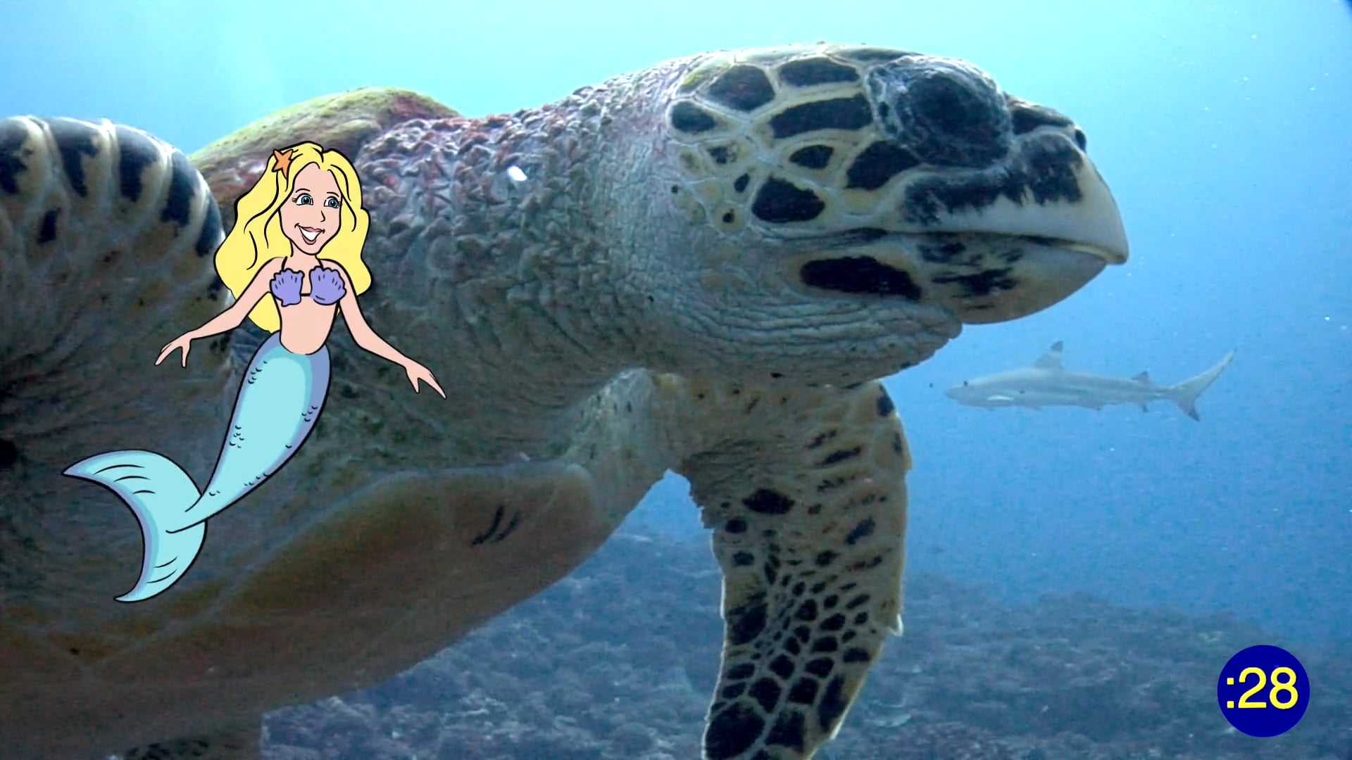 MERMAID MINUTE #21: SEA TURTLES with Mermaid Linden - Learn with a Real ...