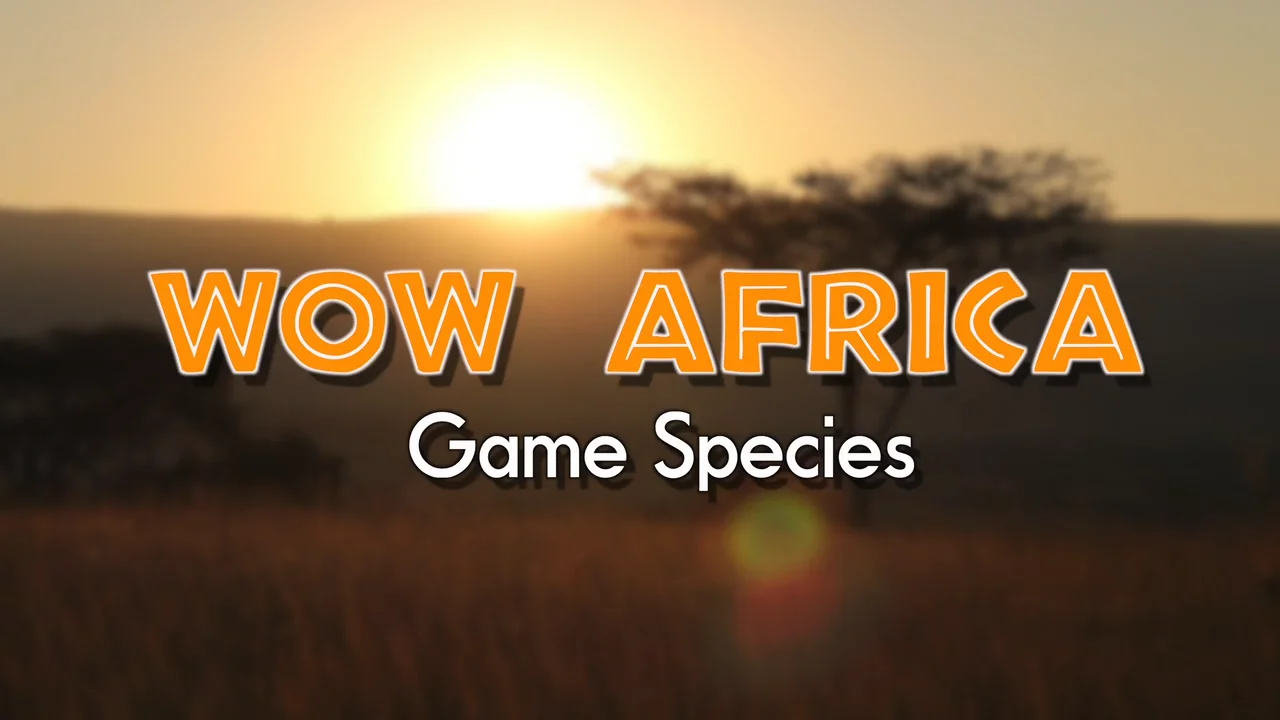 Wow Africa - Game Species on Vimeo