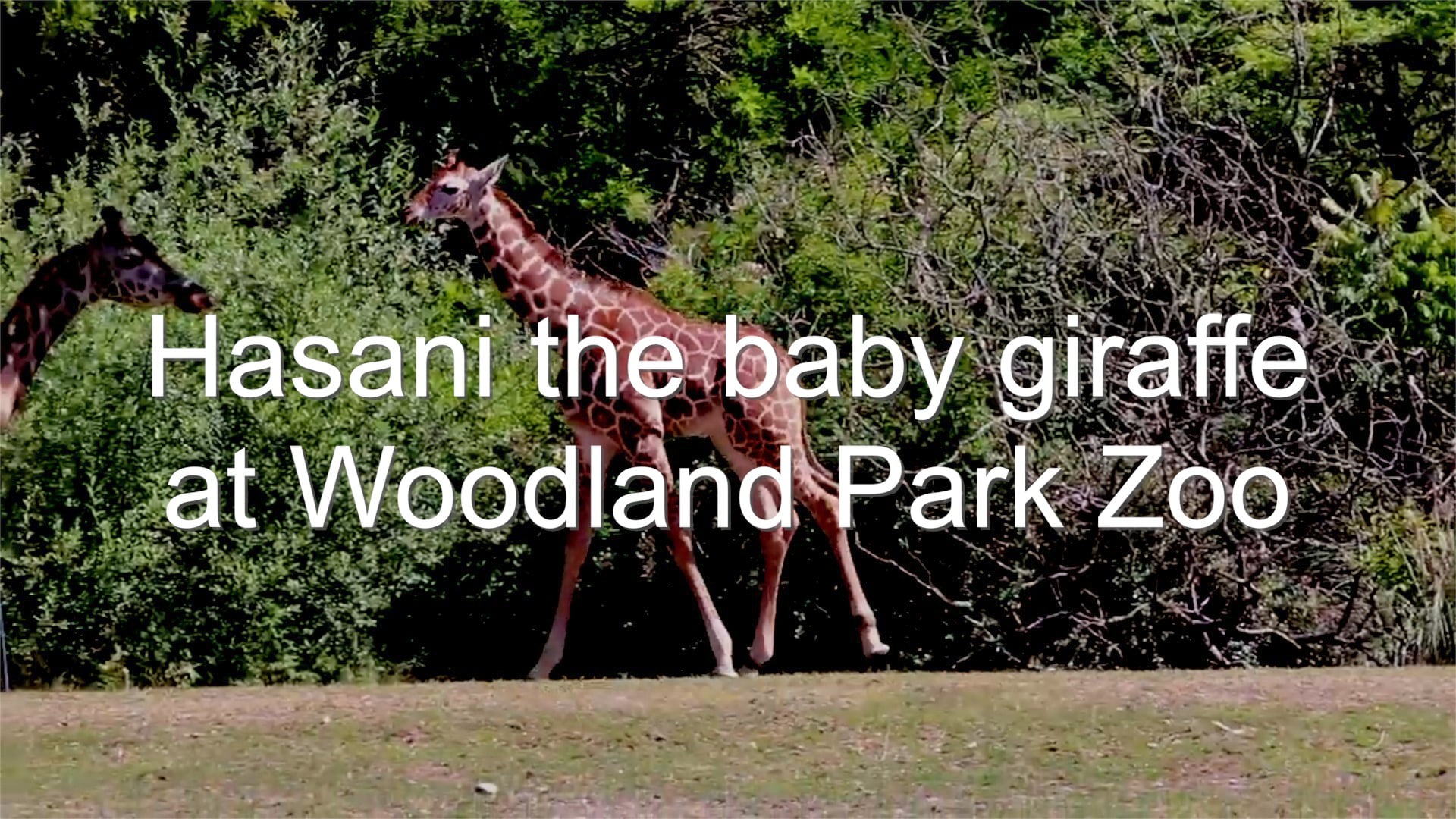 Hasani the baby giraffe at Woodland Park Zoo on Vimeo