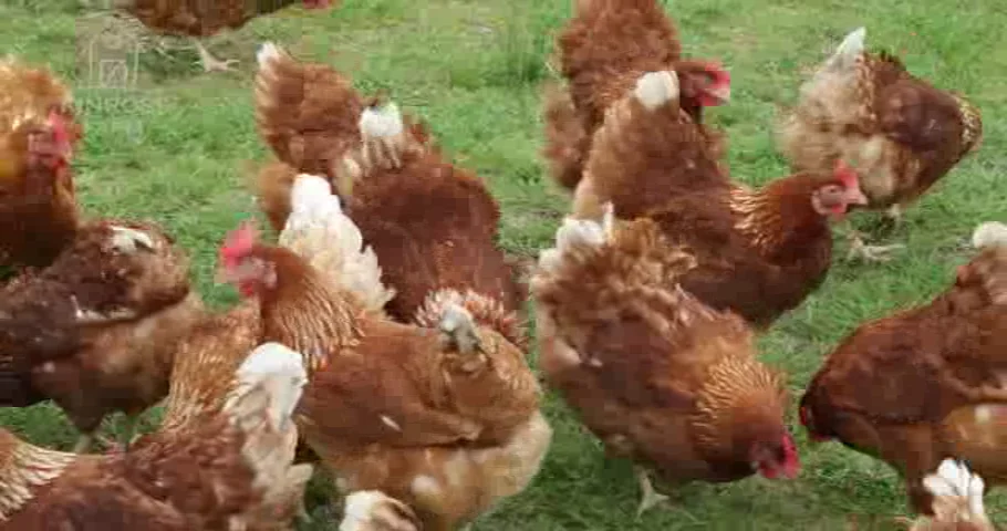 About Kinross Farm