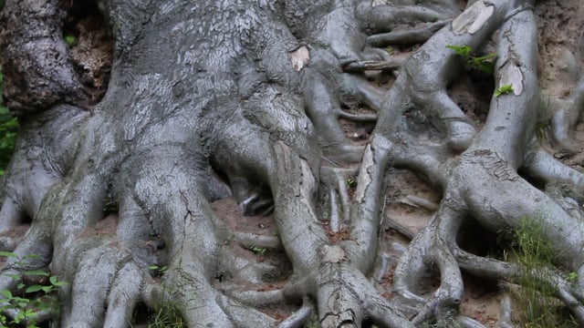 Roots Videos: Download 25+ Free 4K & HD Stock Footage Clips - Pixabay