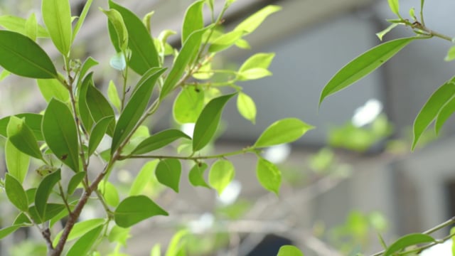 Leaf Movement Slow - Free video on Pixabay