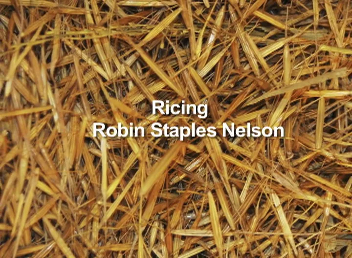 Four Seasons of the Ojibwe: Wild Rice