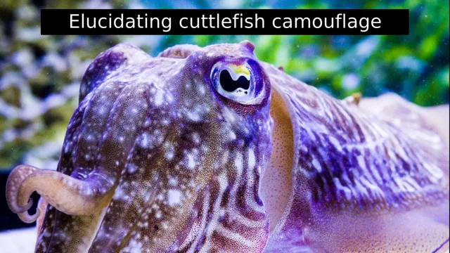 Cuttlefish Camouflage Before And After