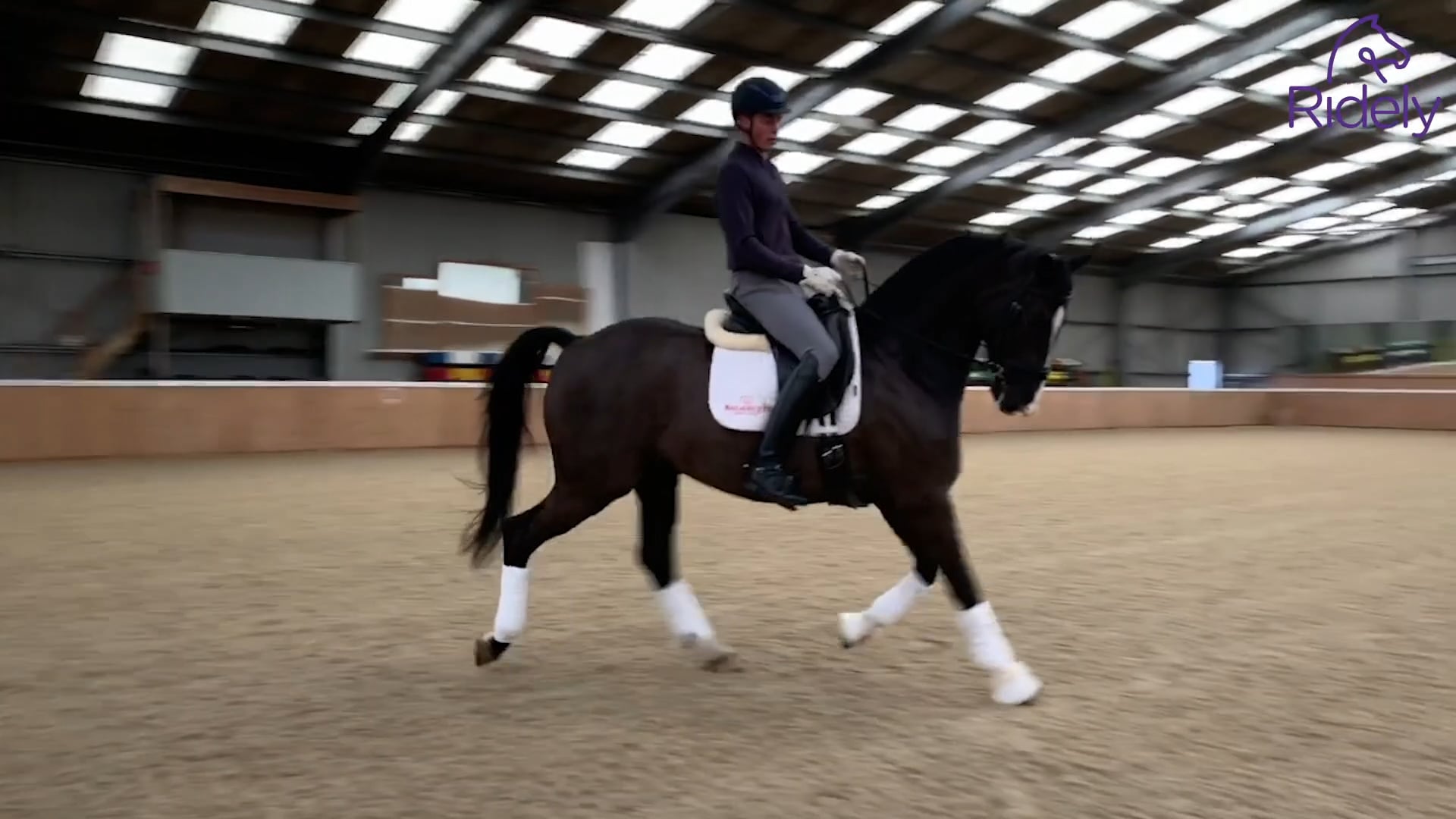 The trot half pass | Ridely