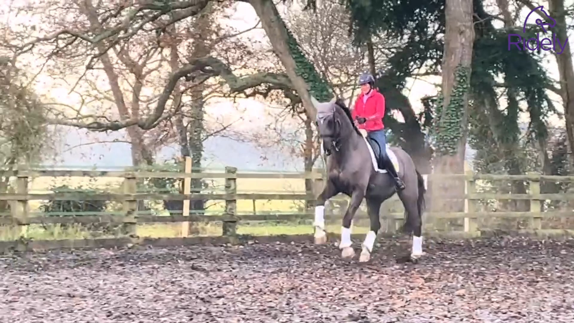 Flying changes - part 2 | Ridely