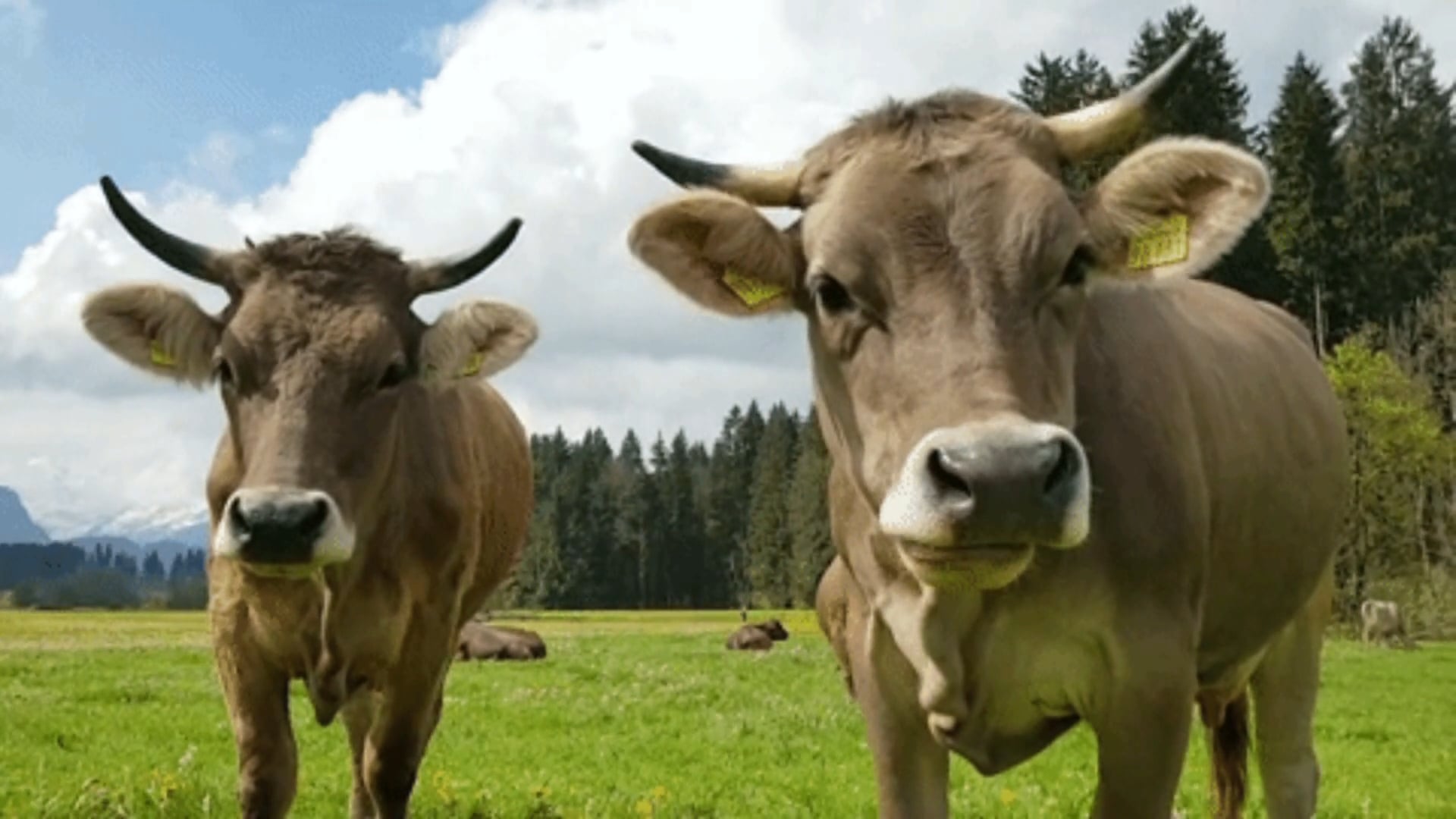 GIF Slide Show - How to Have FUN Down on the Ranch (Time 9:34) on Vimeo